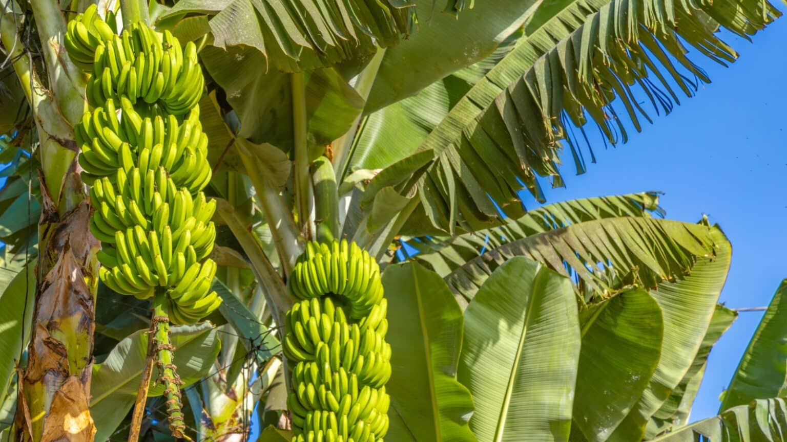 19 Myths People Still Believe Even Though Science Debunked Them